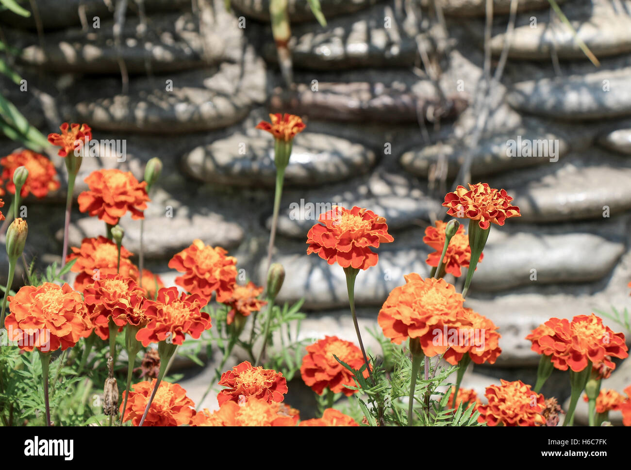 Beautiful Marigold flowers in nature background Stock Photo - Alamy