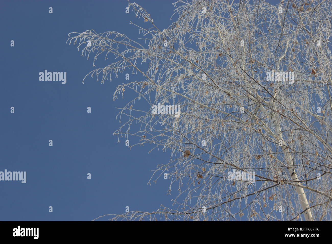 frozen tree with blue sky background, winter Stock Photo - Alamy
