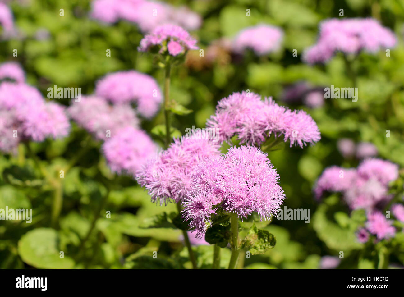 BeautifulFloss Flower flowers in nature background Stock Photo - Alamy