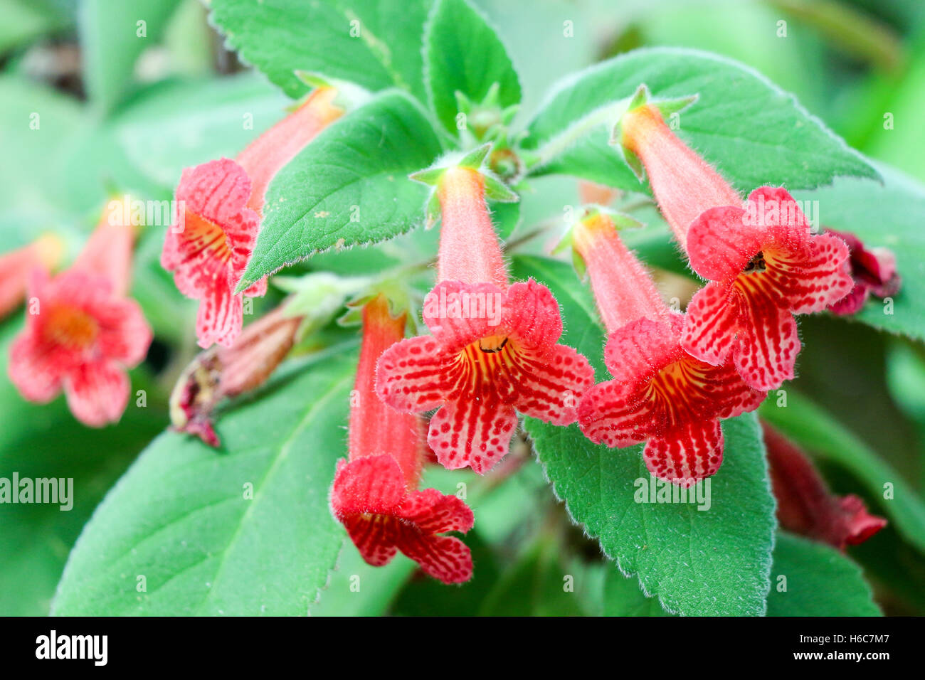 Beautiful fresh flowers in nature background Stock Photo - Alamy