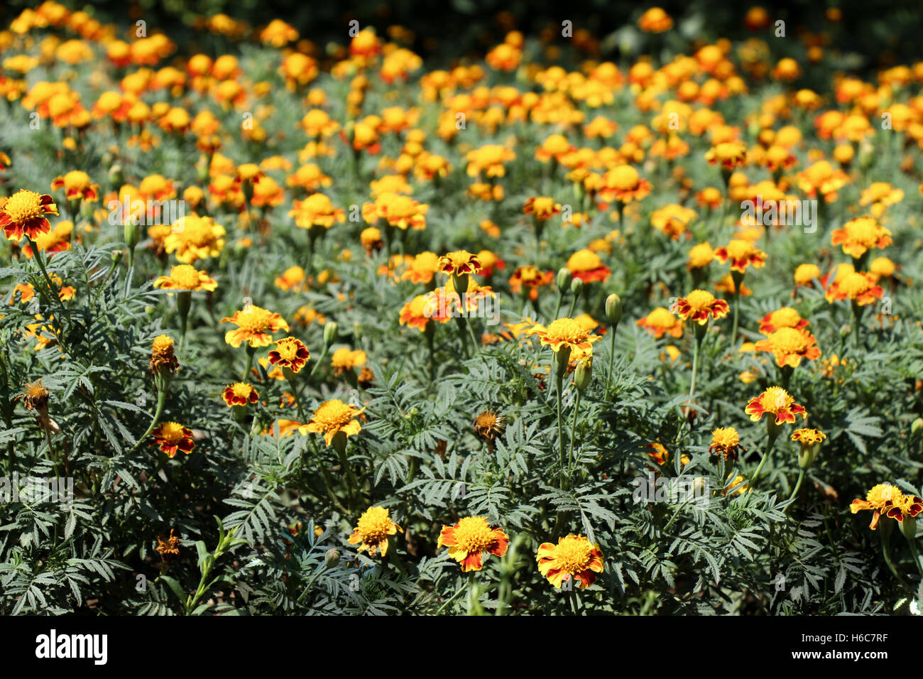 Beautiful fresh flowers in nature background Stock Photo - Alamy