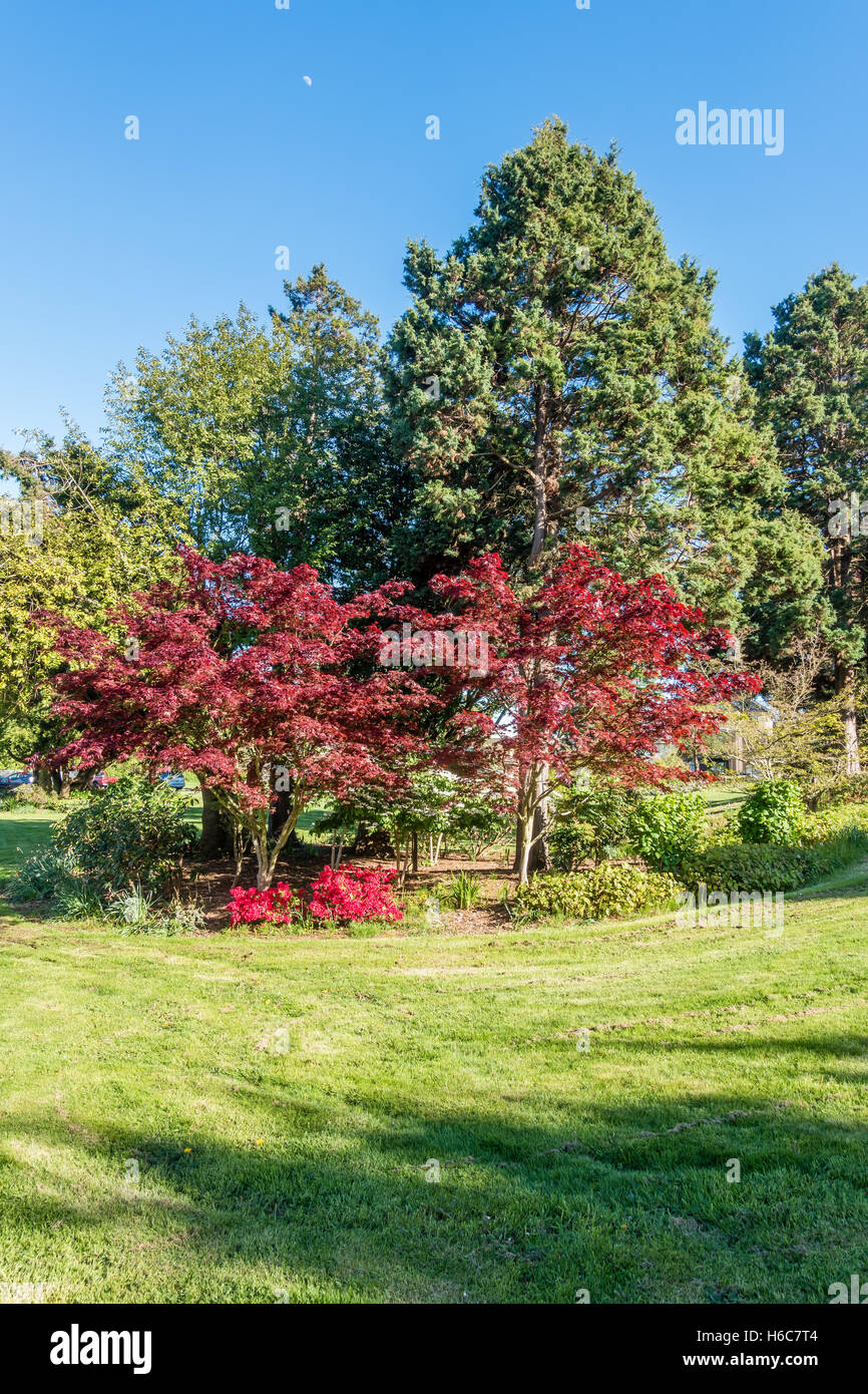 A view of trees and bushes at a West Seattle city park Stock Photo - Alamy