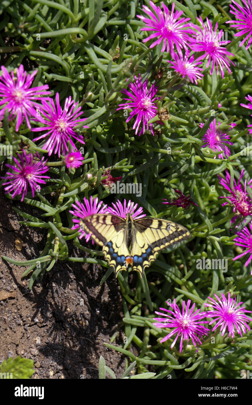 Beautiful Seaside Daisy flowers in nature background Stock Photo - Alamy