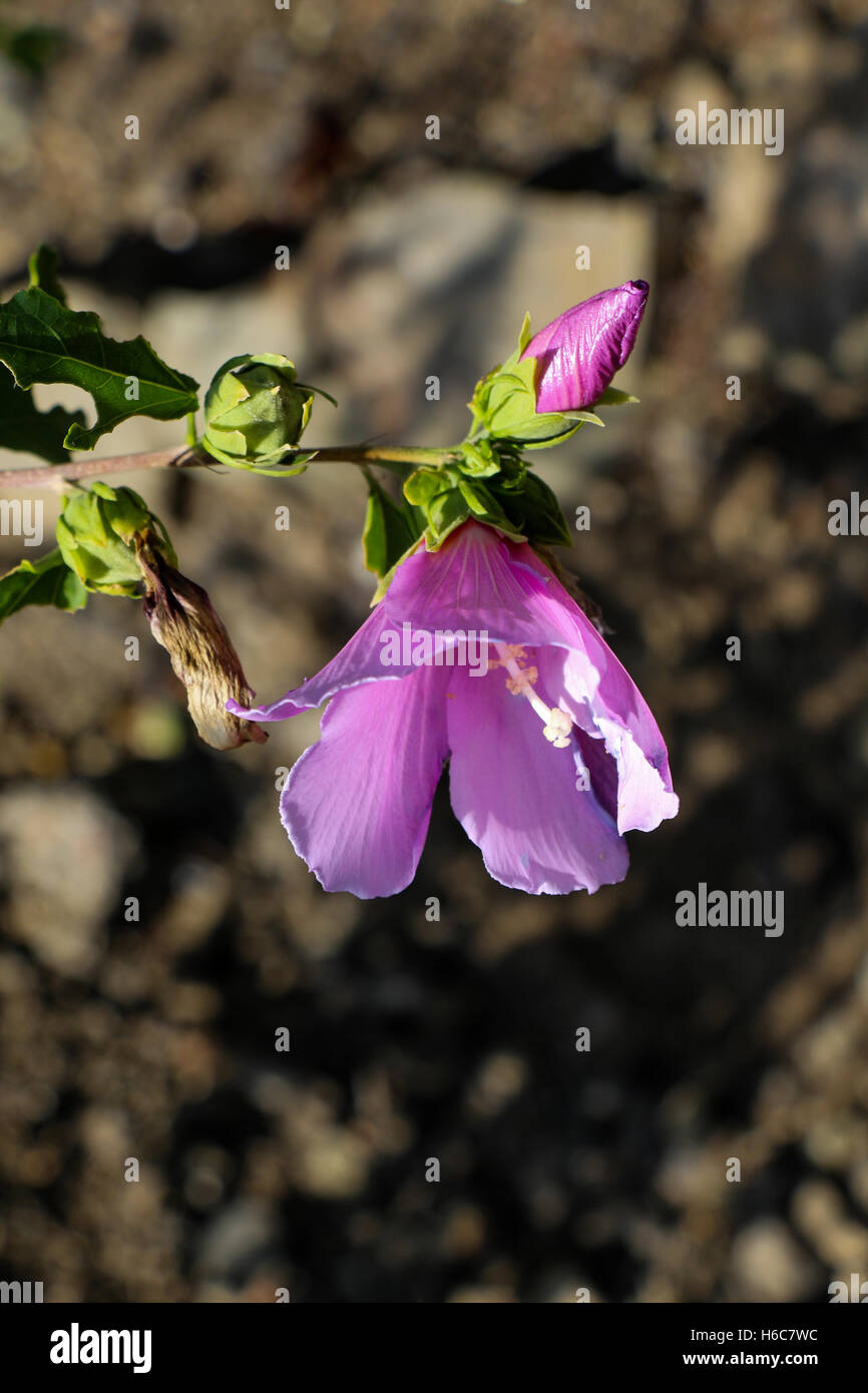 Beautiful fresh flowers in nature background Stock Photo - Alamy