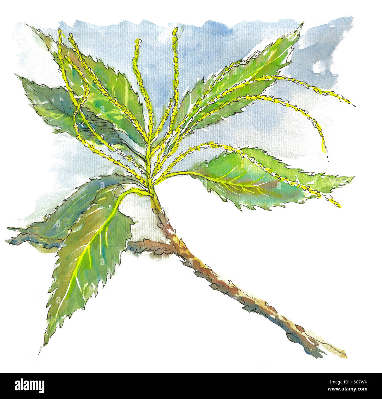 Chestnut leaf drawing hi-res stock photography and images - Alamy