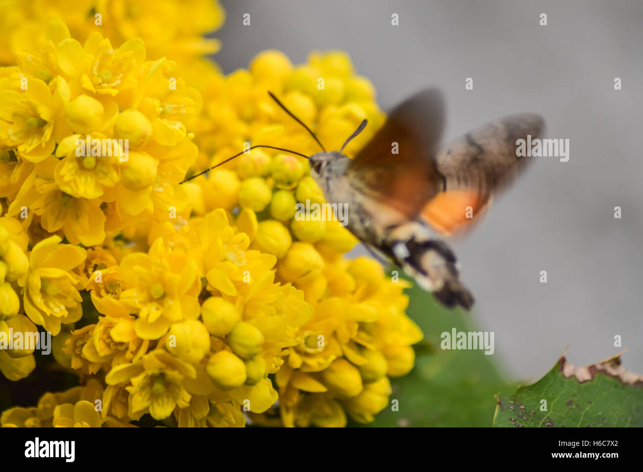 Hummingbird moth in butterfly bush hi-res stock photography and images ...