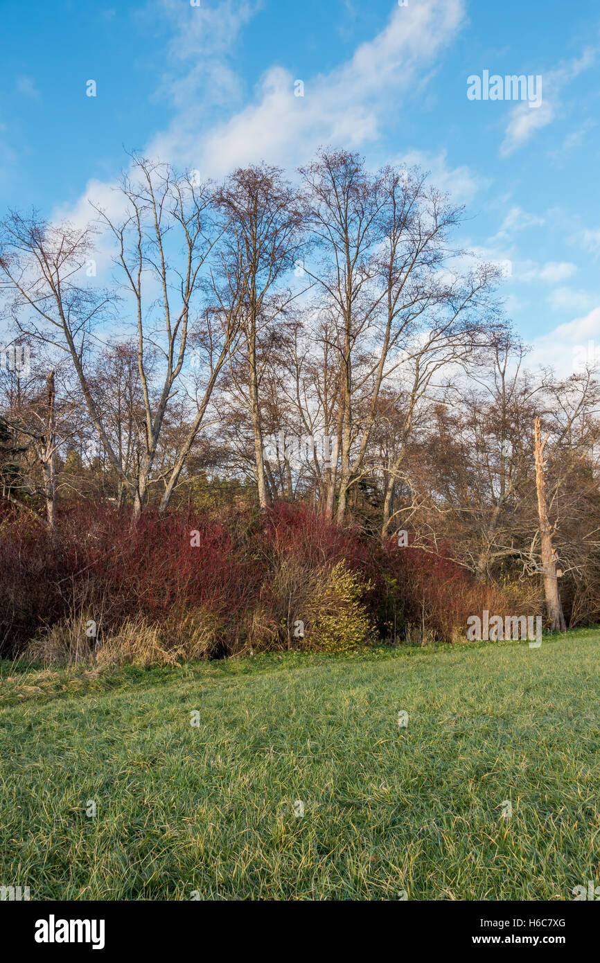 Trees stand proud in Normandy Park, Washington in December Stock Photo ...