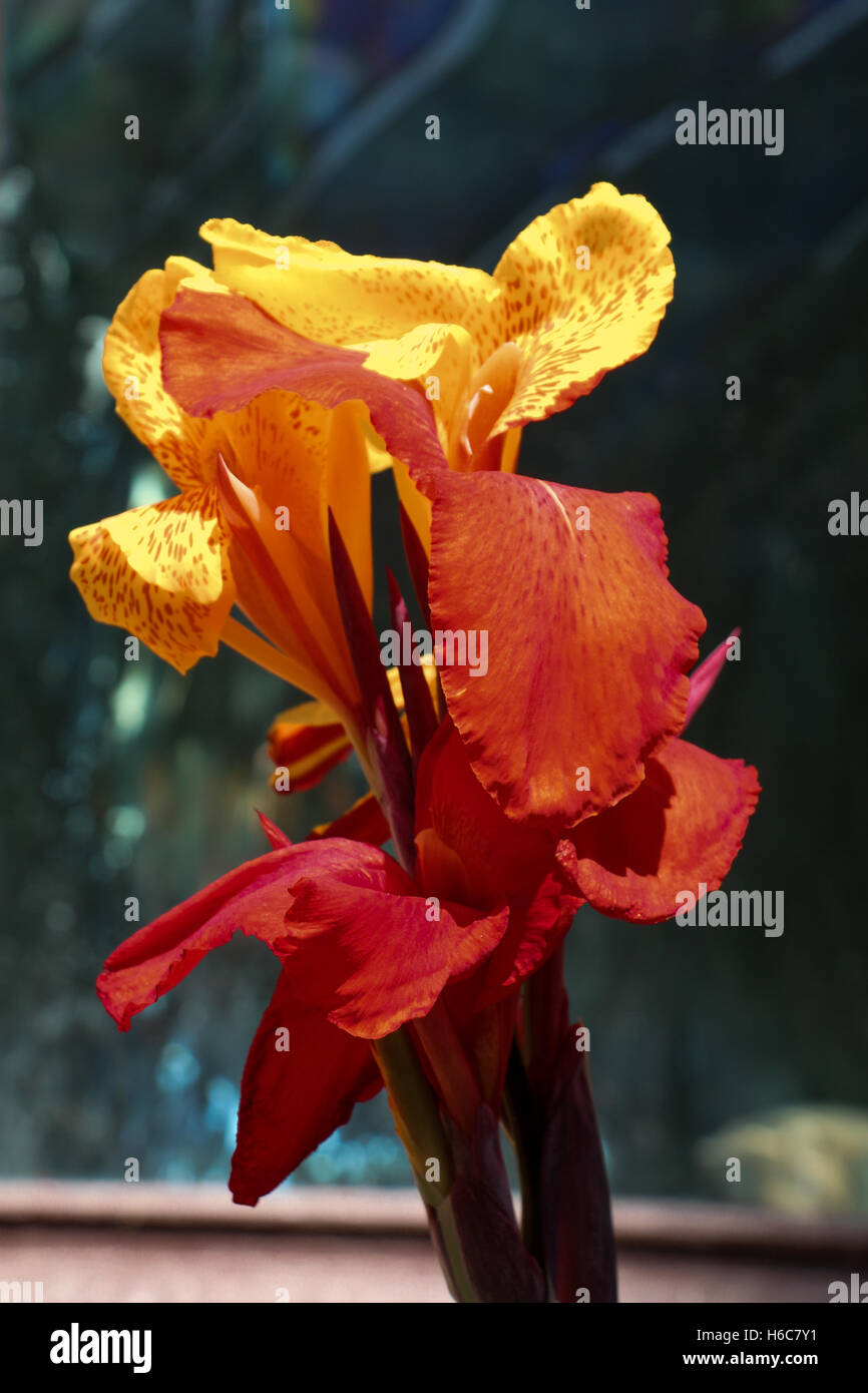 Beautiful fresh Iris flowers in nature background Stock Photo - Alamy
