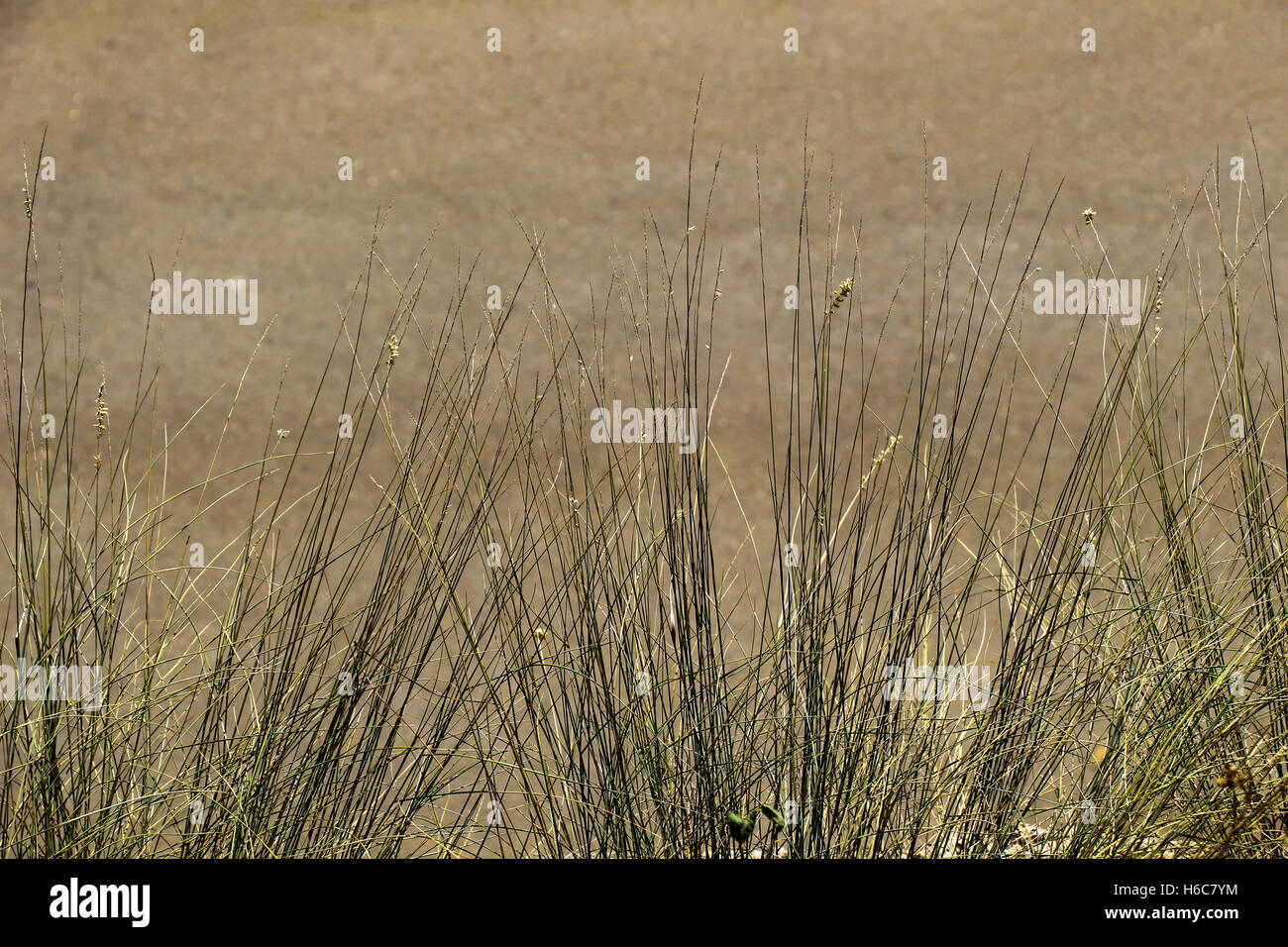 Green leaves of the spring season Stock Photo - Alamy