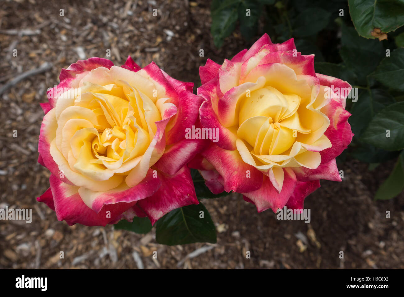 Two red yellow hi-res stock photography and images - Alamy