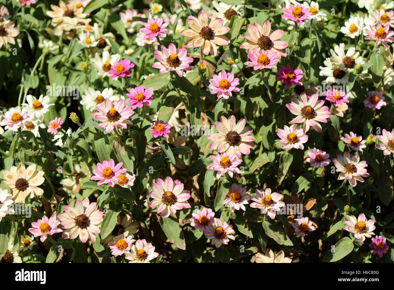 Beautiful fresh flowers in nature background Stock Photo - Alamy