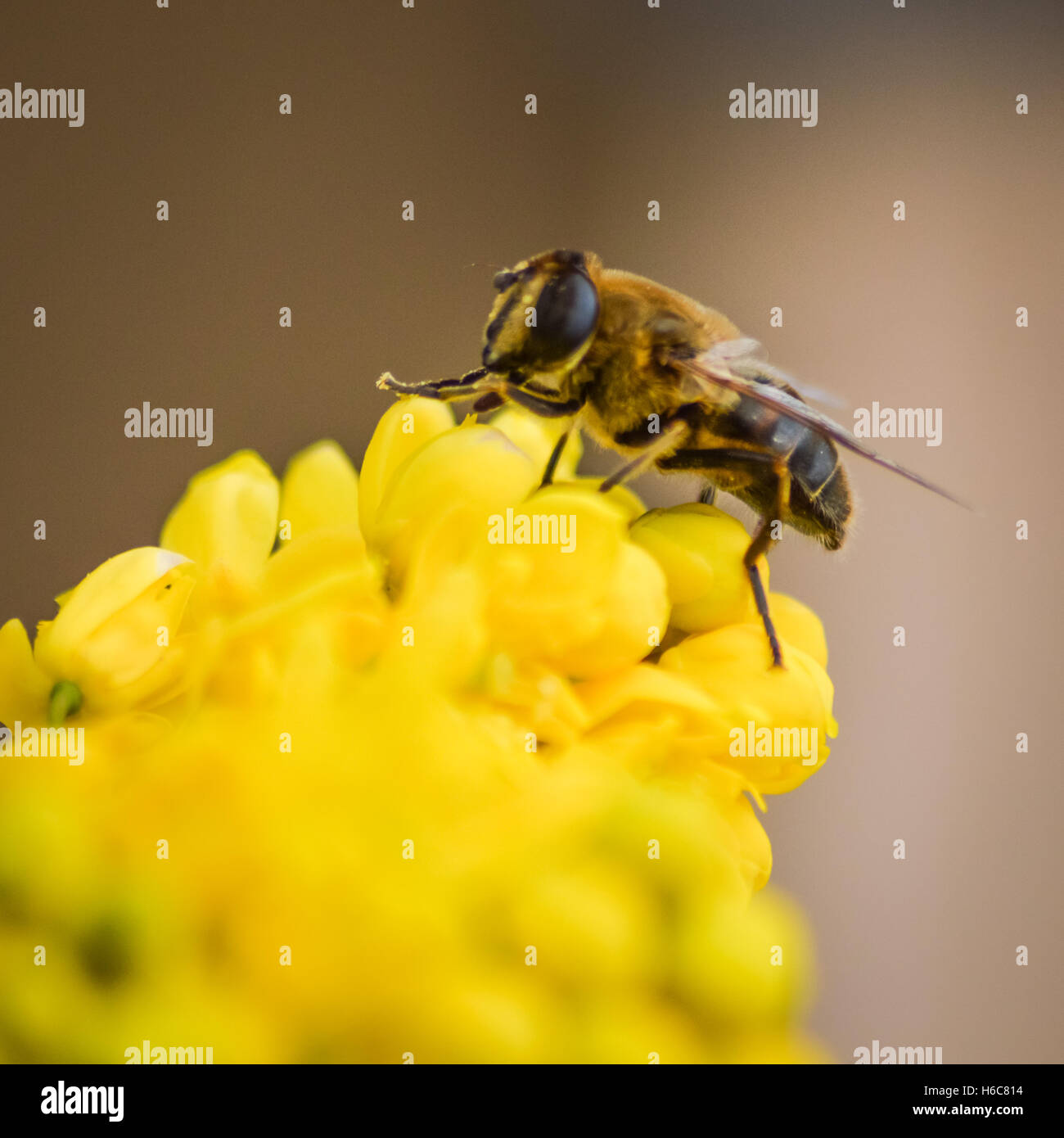bee collecting pollen from mahonia macro Stock Photo - Alamy