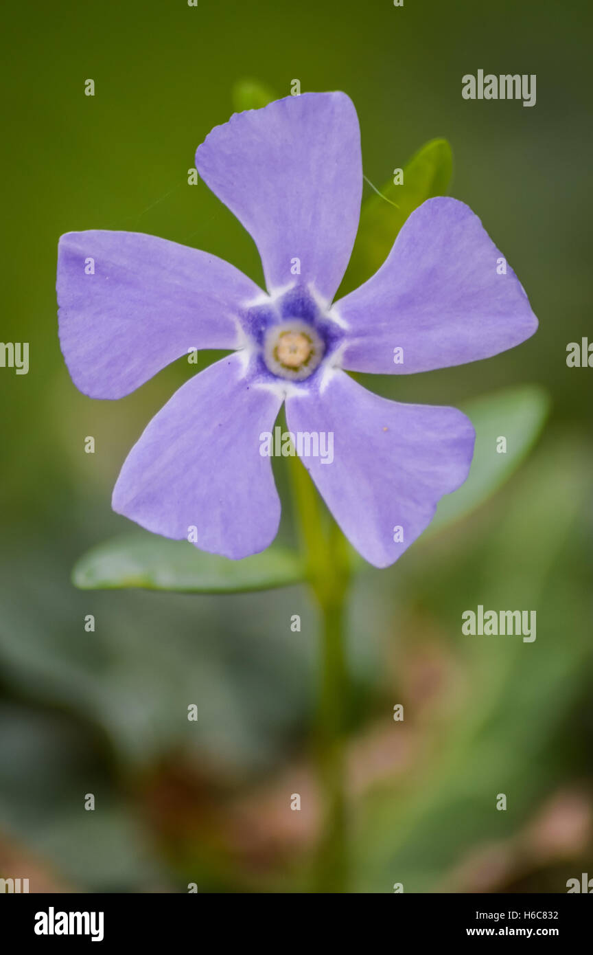 purple periwinkle front close up Stock Photo - Alamy
