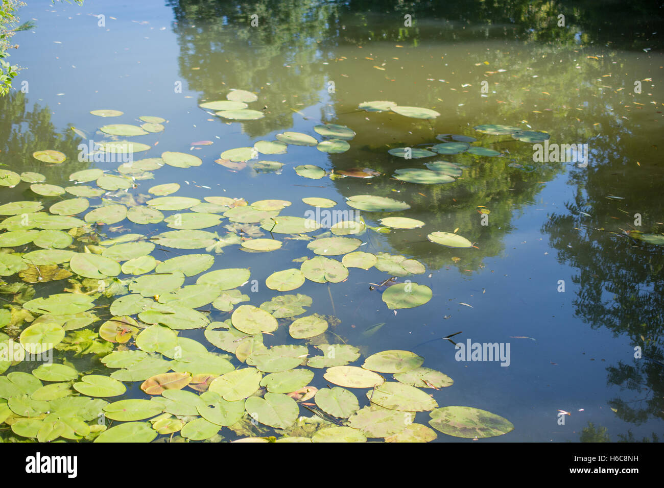 Background of green water texture in the pond Stock Photo - Alamy