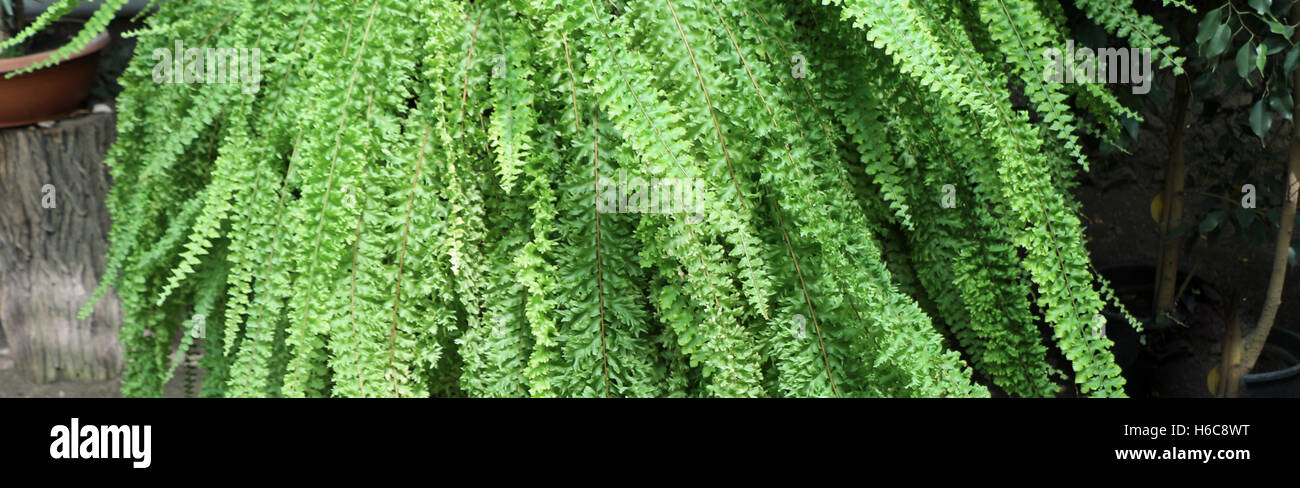 Green leaves of the spring season Stock Photo - Alamy