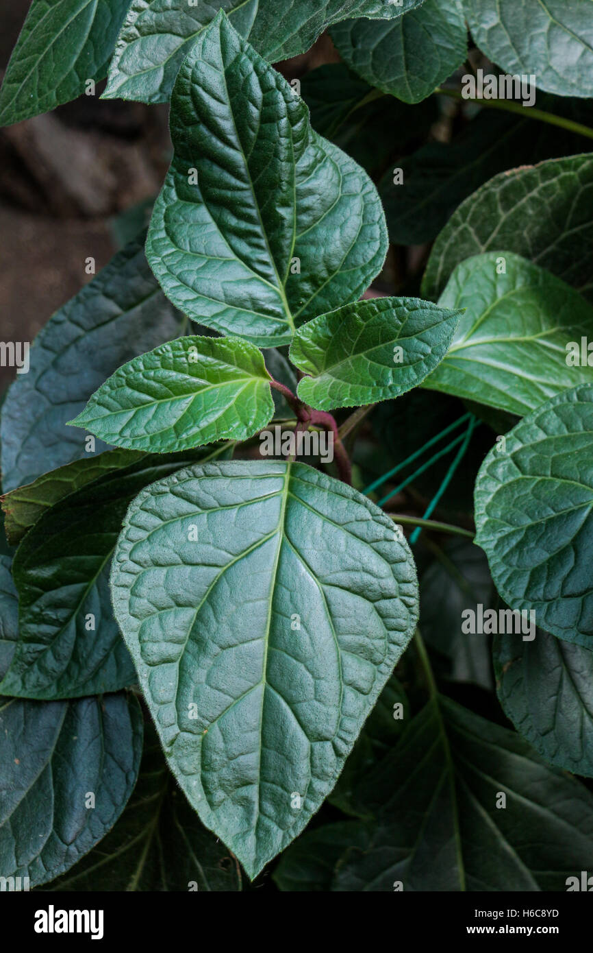 Green leaves of the spring season Stock Photo - Alamy