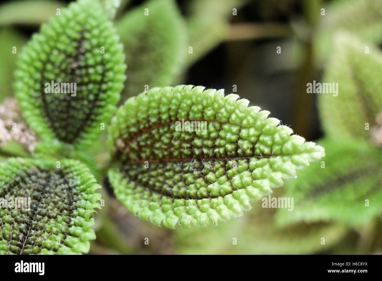 Green leaves of the spring season Stock Photo - Alamy
