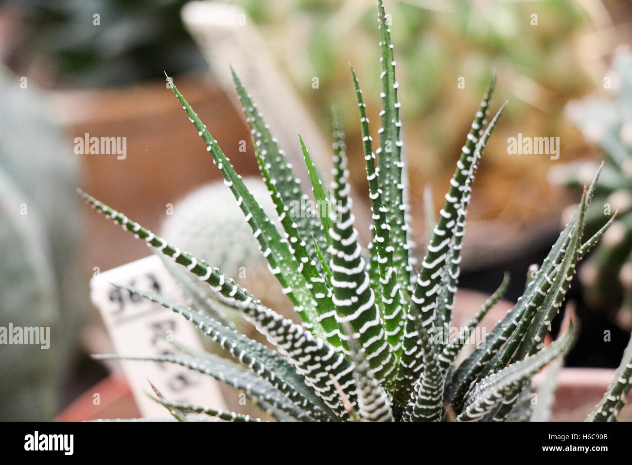 Green leaves of the spring season Stock Photo - Alamy