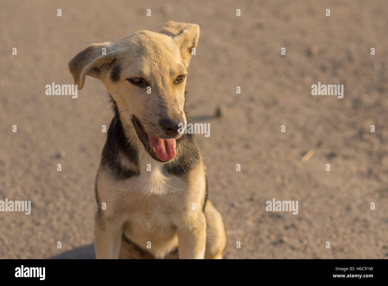 Stray young dog hi-res stock photography and images - Alamy