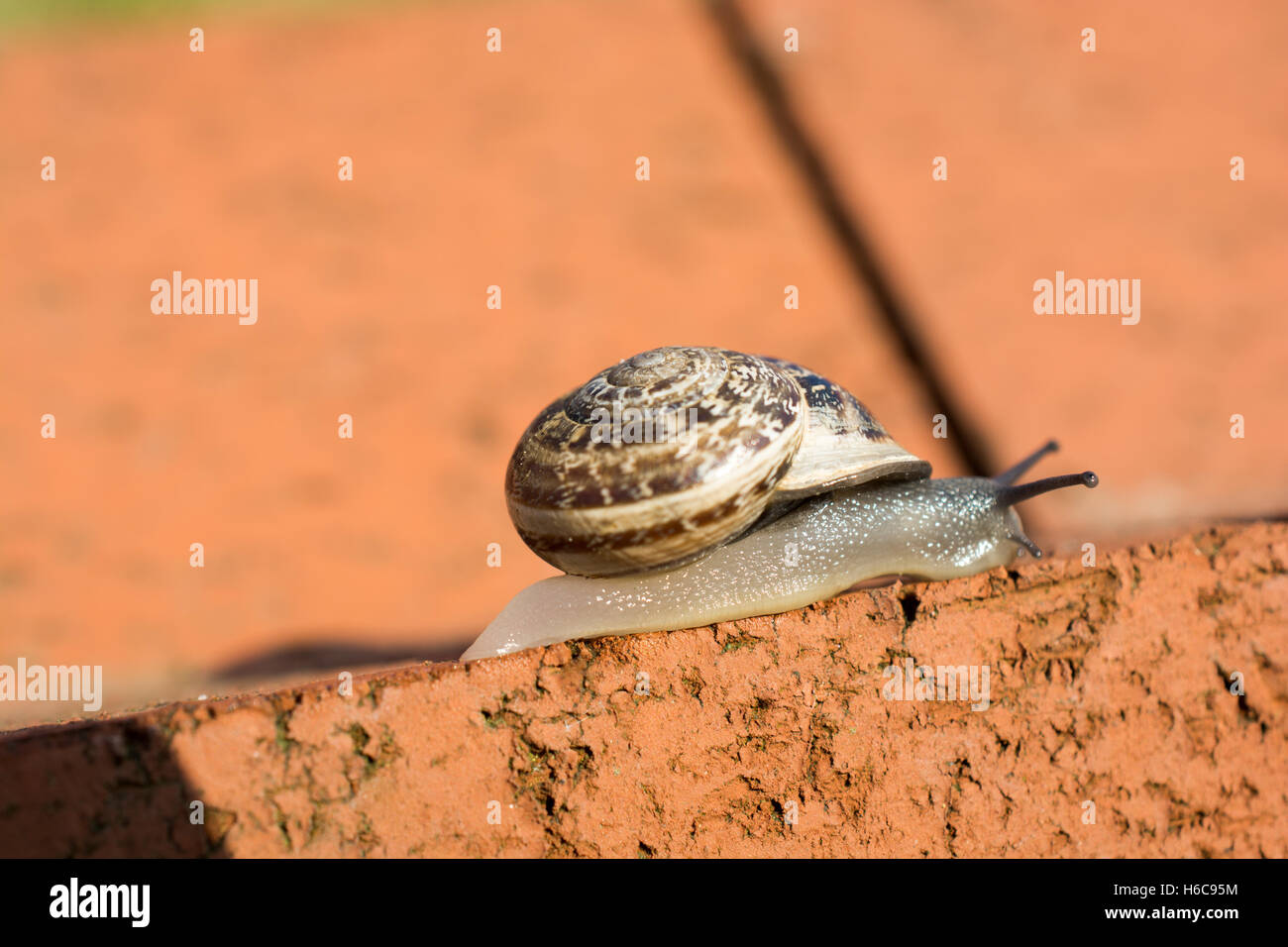 The snail slides up down the stony ground Stock Photo - Alamy