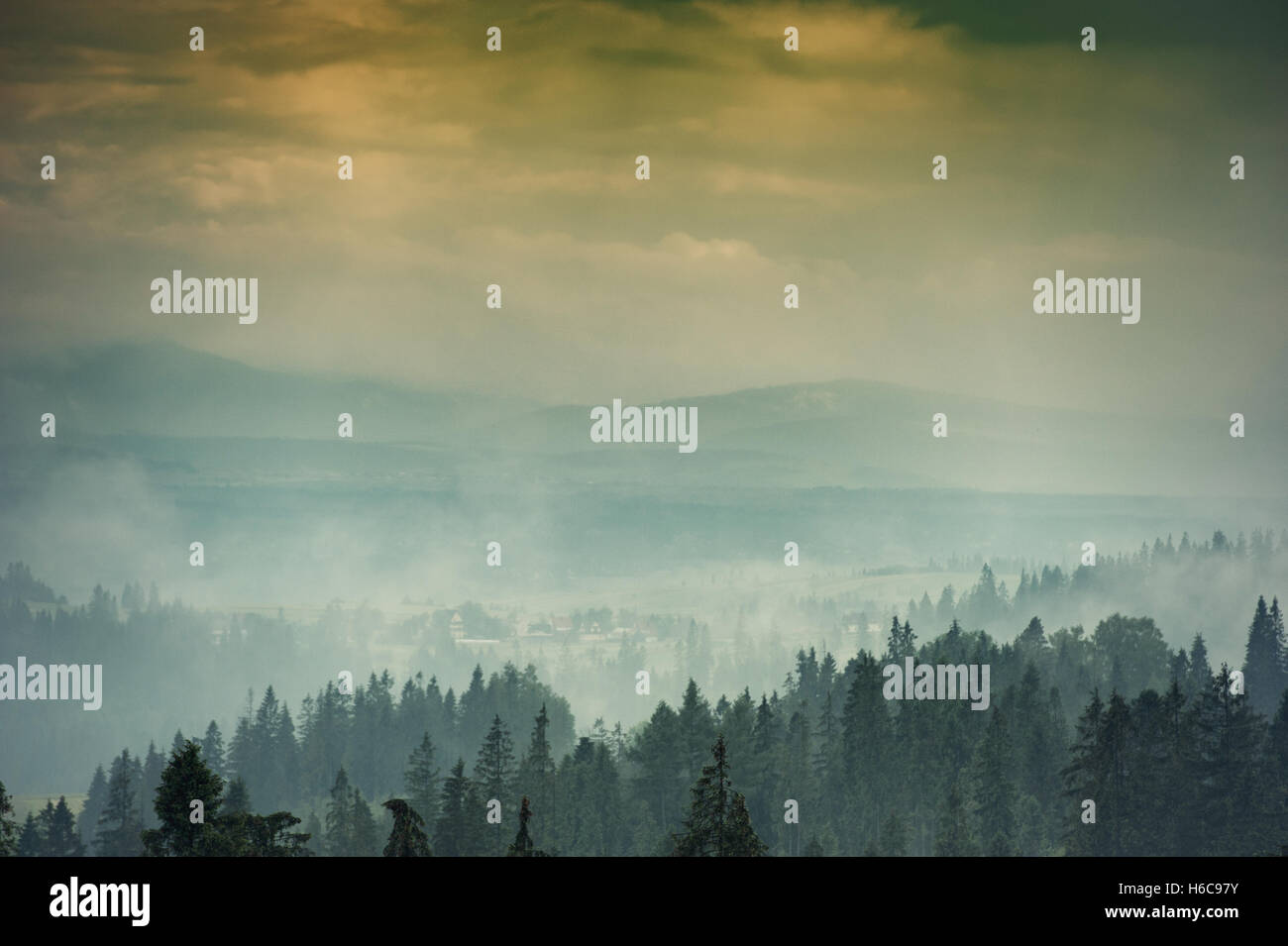 Forest. Green mountain forest landscape. Misty mountain forest ...