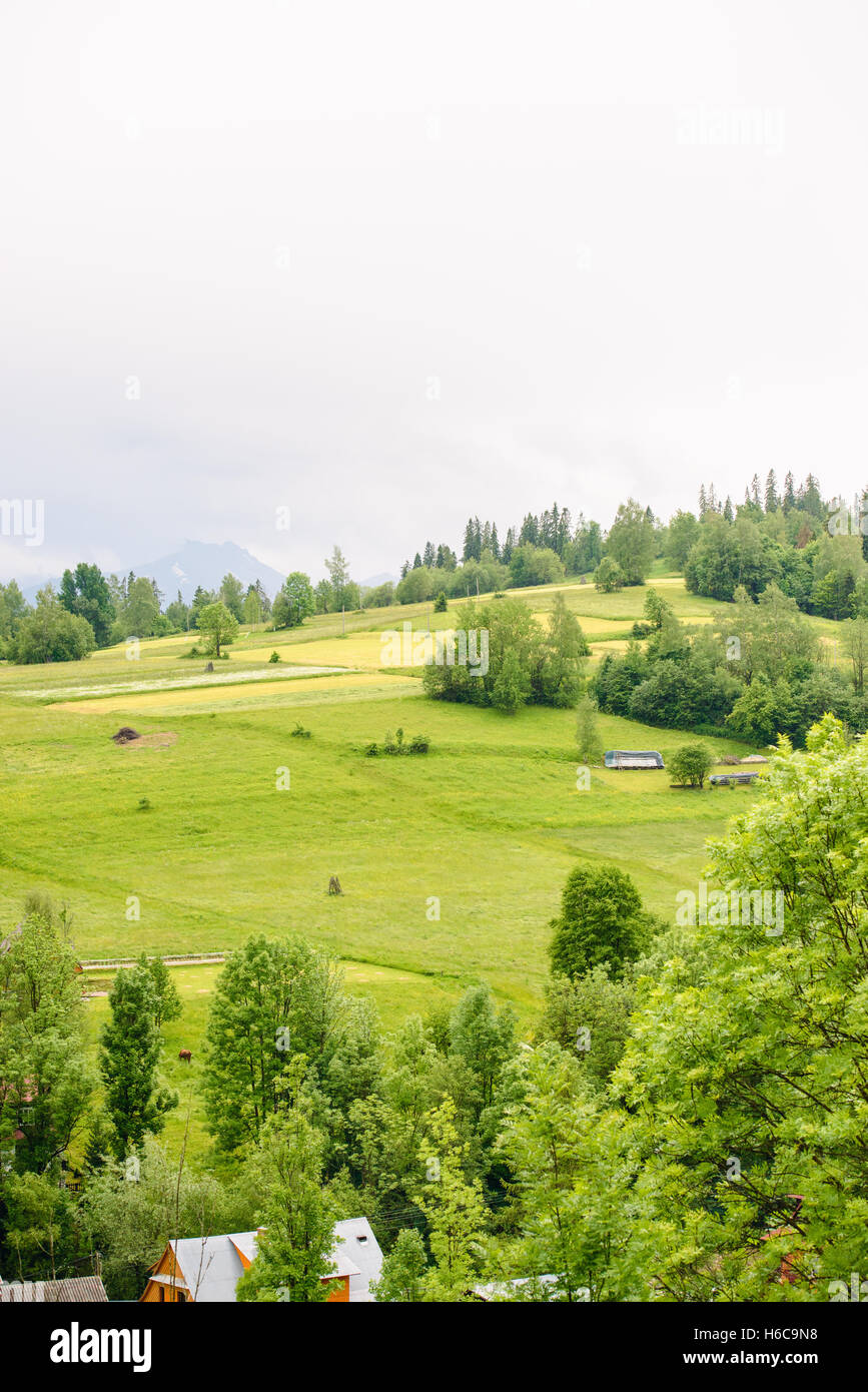 field of spring grass and mountain in the summer Stock Photo - Alamy