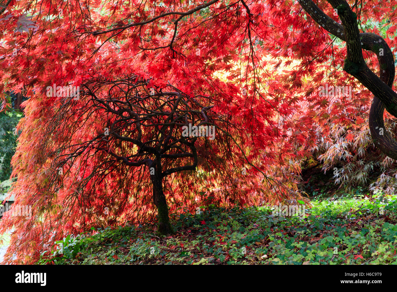 Acer palmatum japanese maple tree hi-res stock photography and images ...