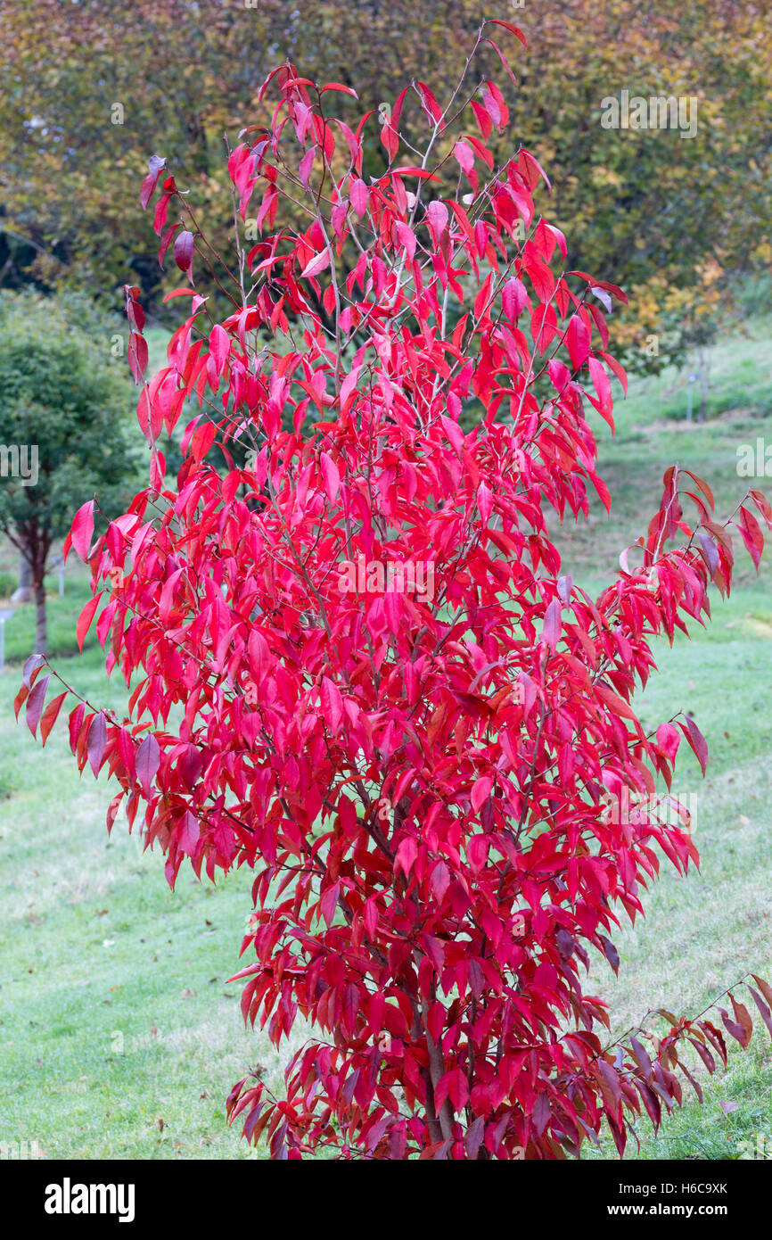 Stewartia plant hi-res stock photography and images - Alamy