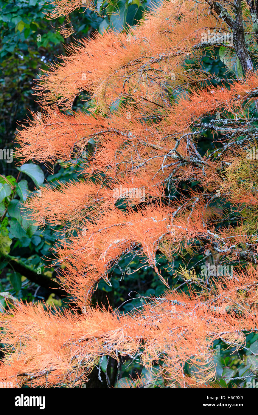Taxodium distichum nutans hi-res stock photography and images - Alamy