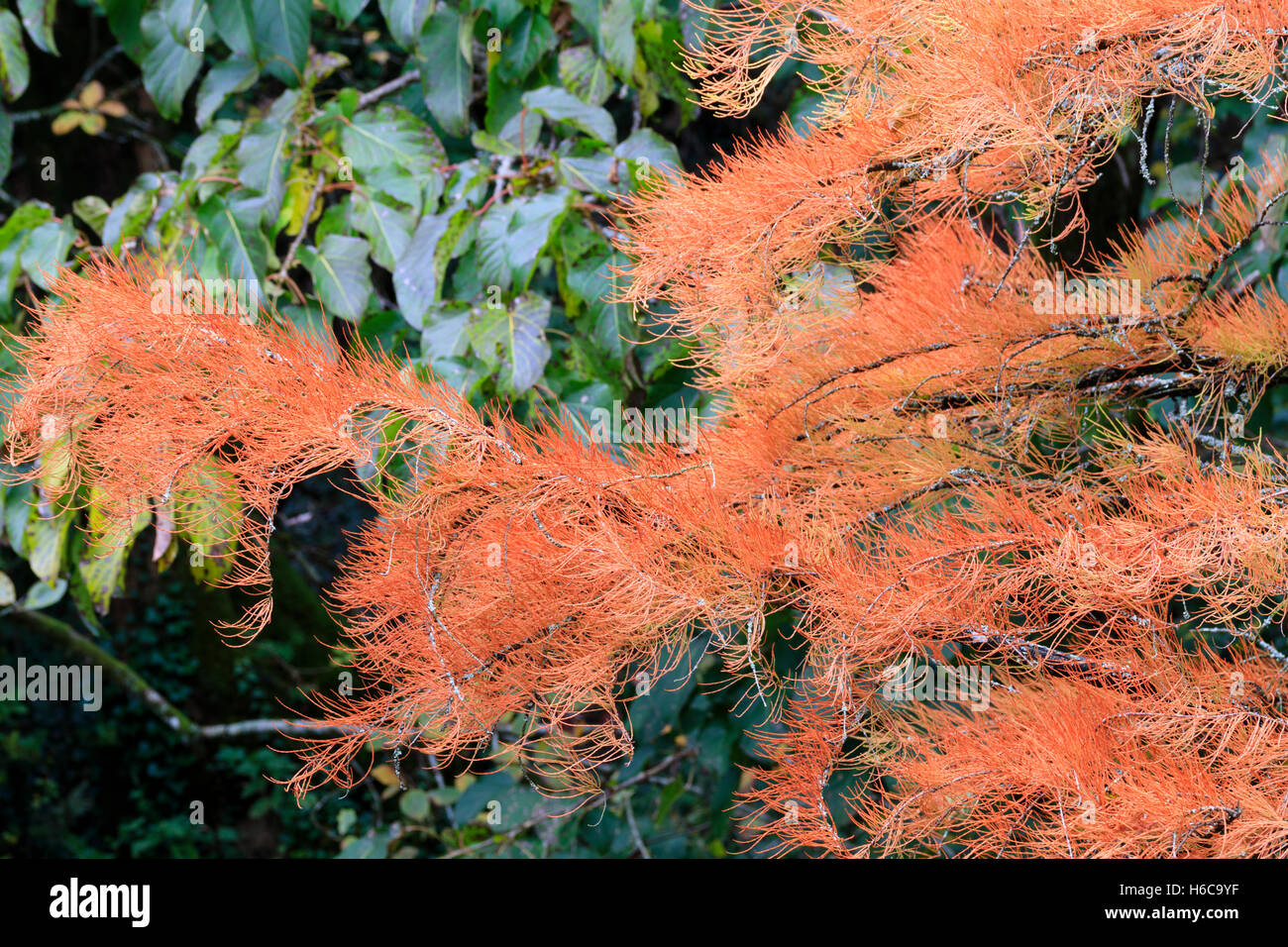Pond Cypress High Resolution Stock Photography and Images - Alamy