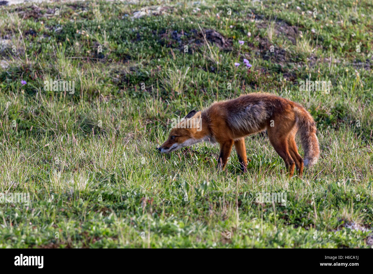 Starving fox hi-res stock photography and images - Alamy