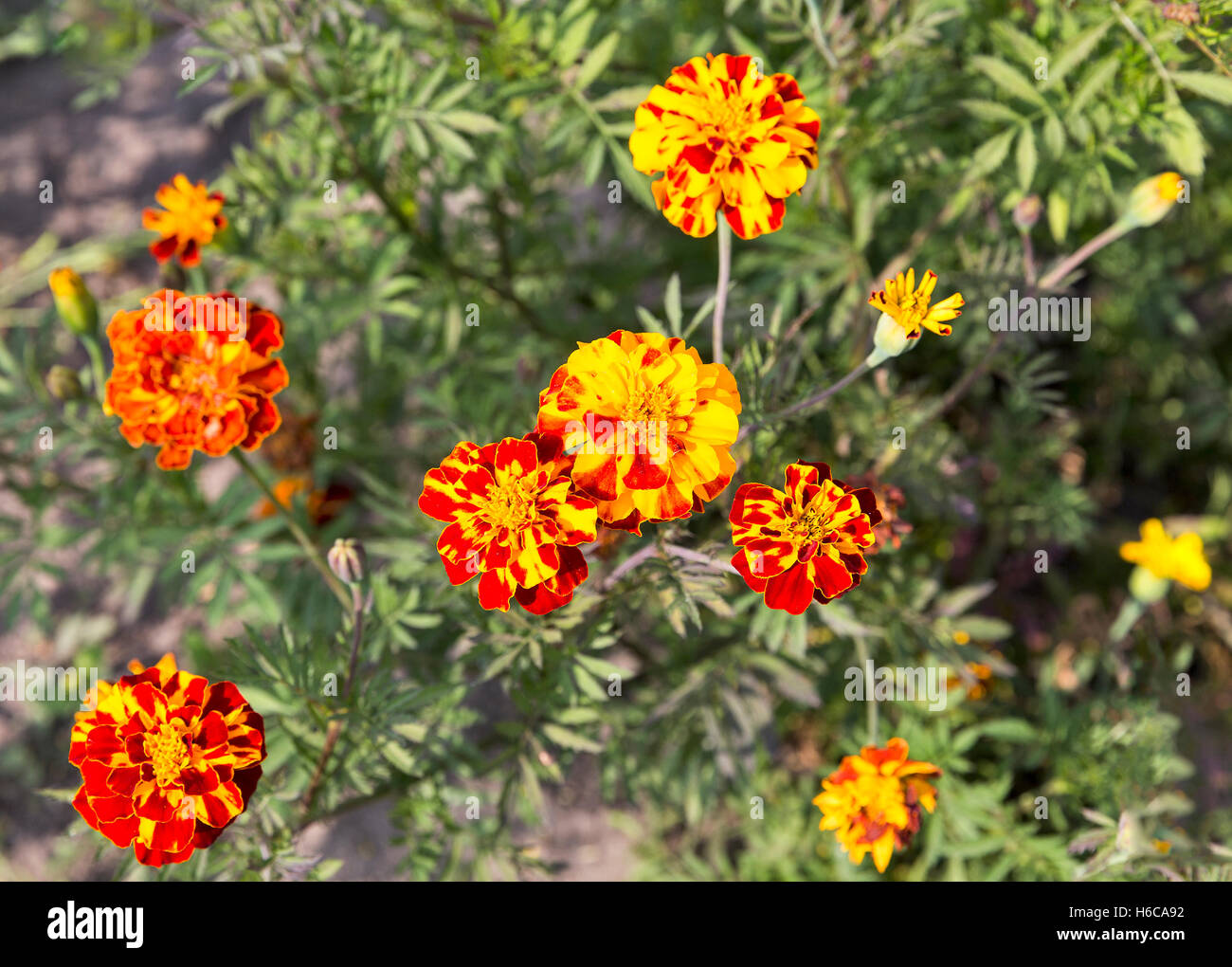 blooming marigold flowers field closeup, focus on foreground Stock ...