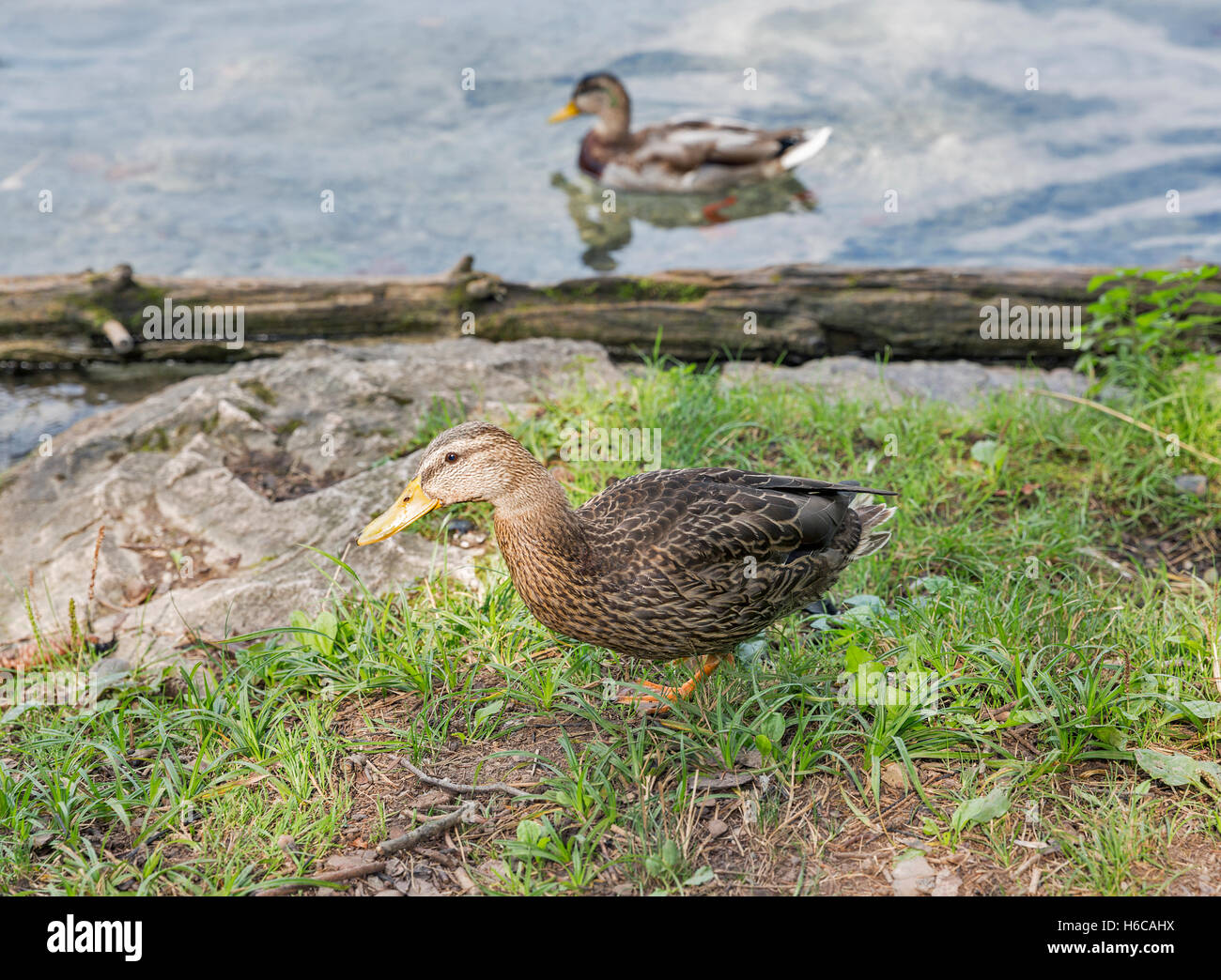 Wild ducks on lake Bled in Slovenia, closeup Stock Photo - Alamy