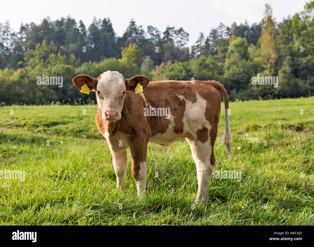 Beautiful little calf in green grass Alps meadow Stock Photo - Alamy
