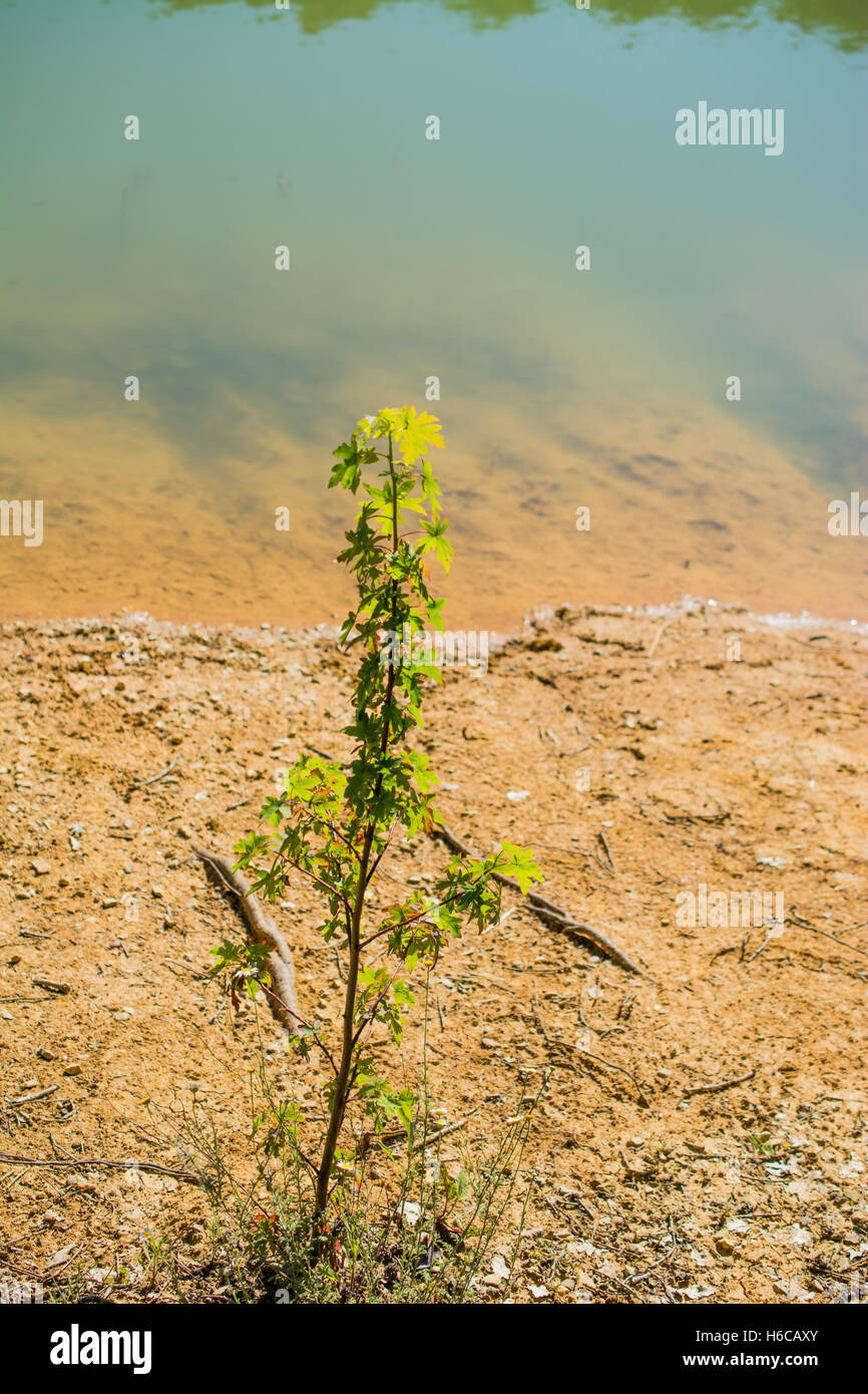 Background of dirty muddy water texture in the pond Stock Photo - Alamy