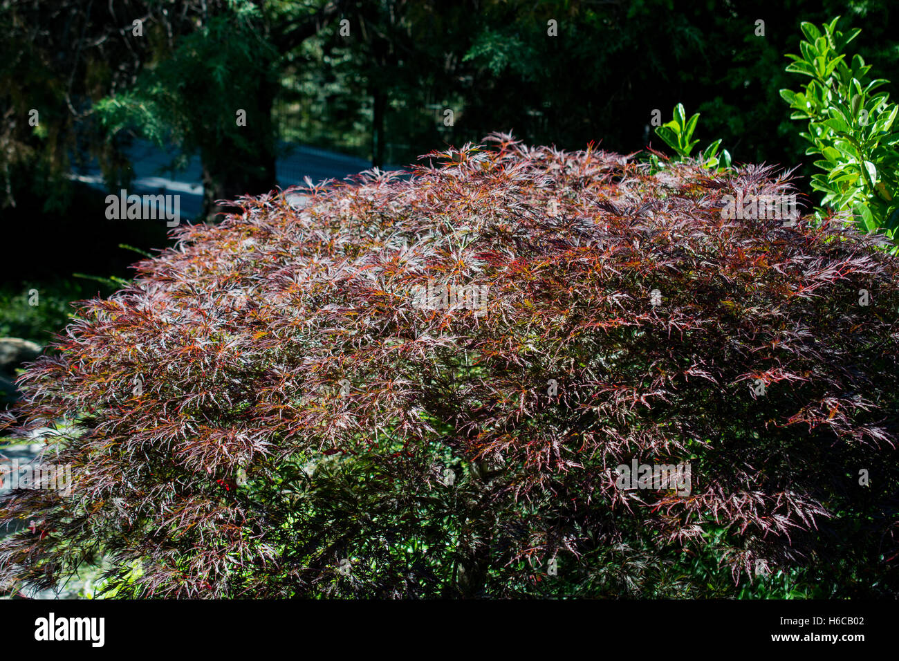 Green leaves of the spring season Stock Photo - Alamy