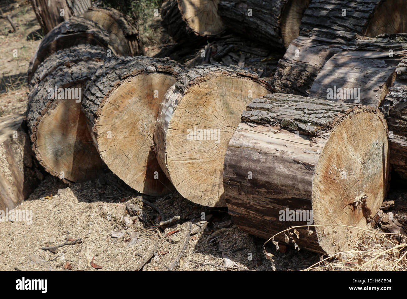 Freshly cut tree logs in garden background Stock Photo - Alamy