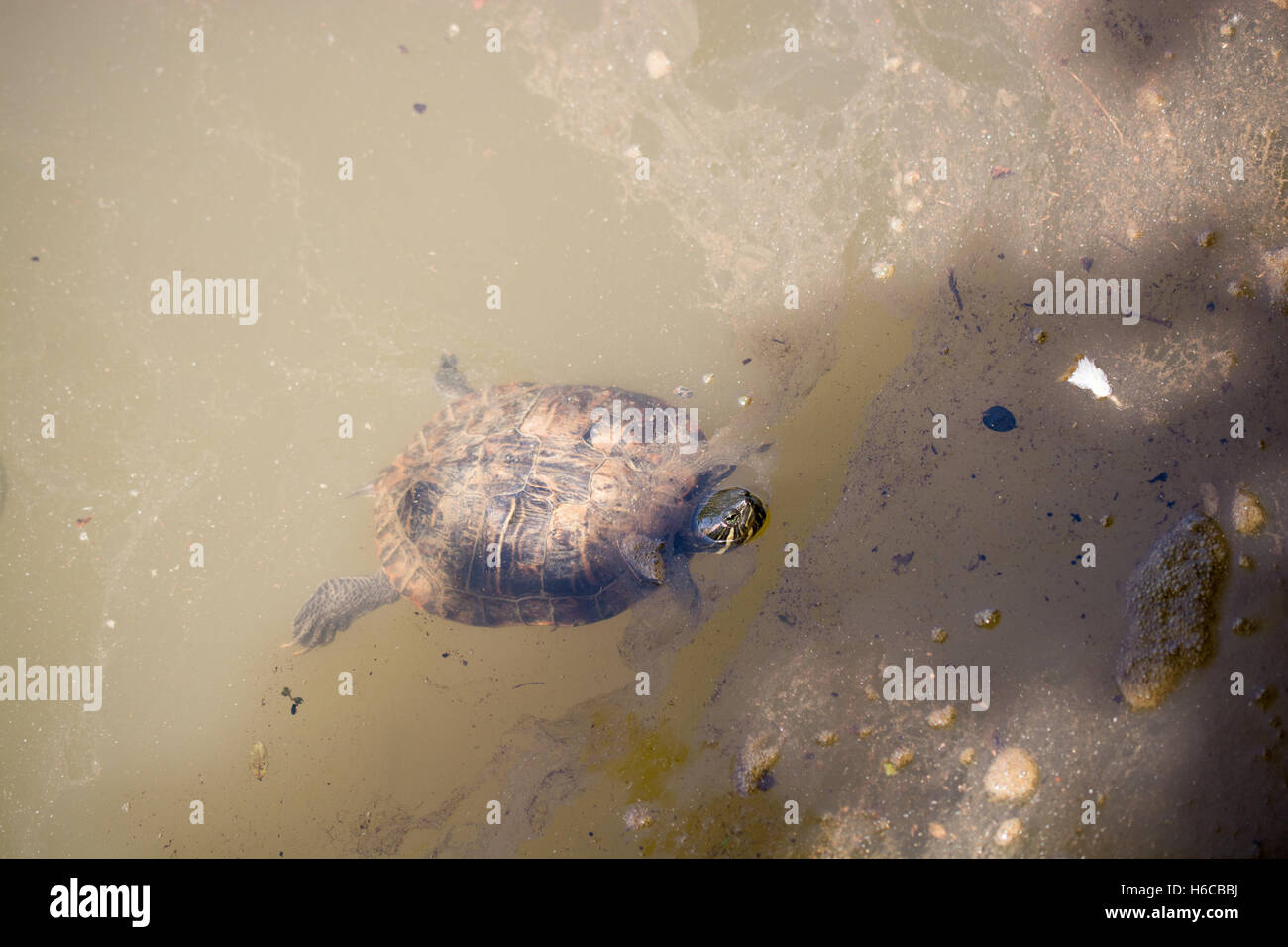 Lonely turtle swimming in the muddy water of a lake Stock Photo - Alamy