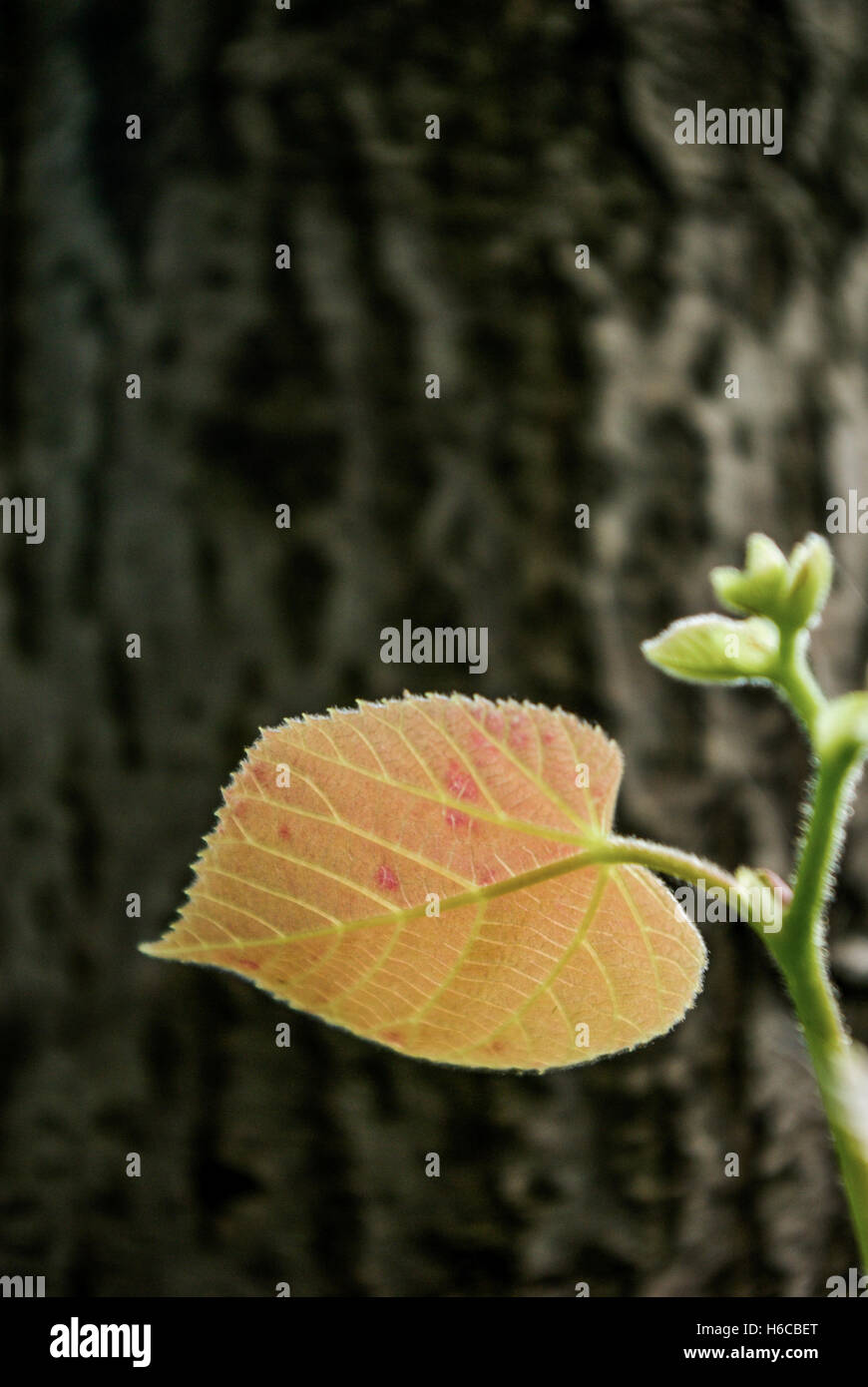 One separate green leaf of spring season Stock Photo - Alamy