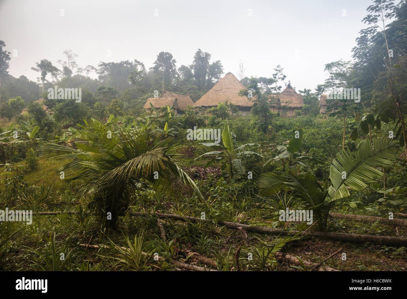 An Ayahuasca Healing center and maloca in the Peruvian Amazon ...