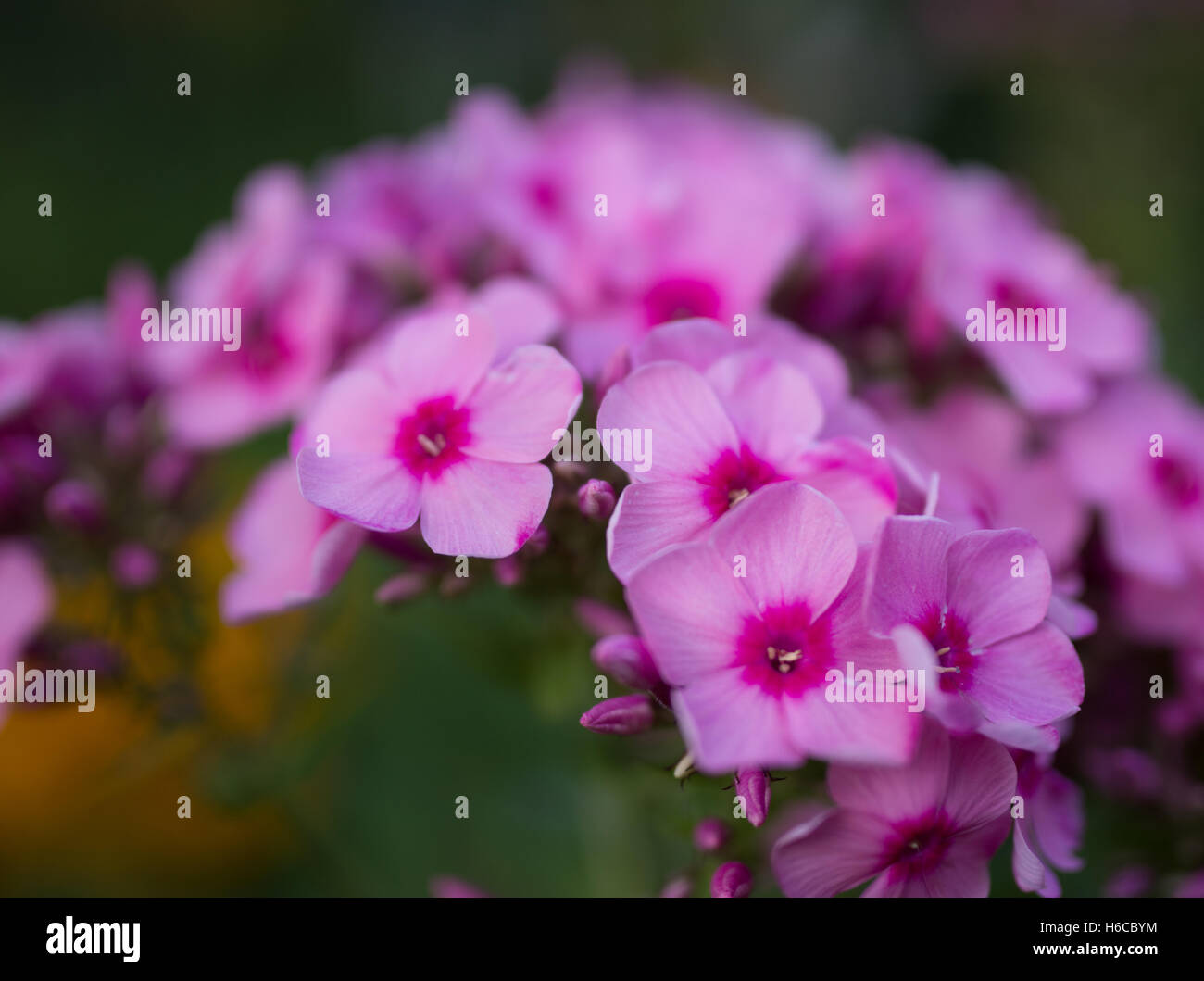 Pretty pink phlox flowers Stock Photo - Alamy