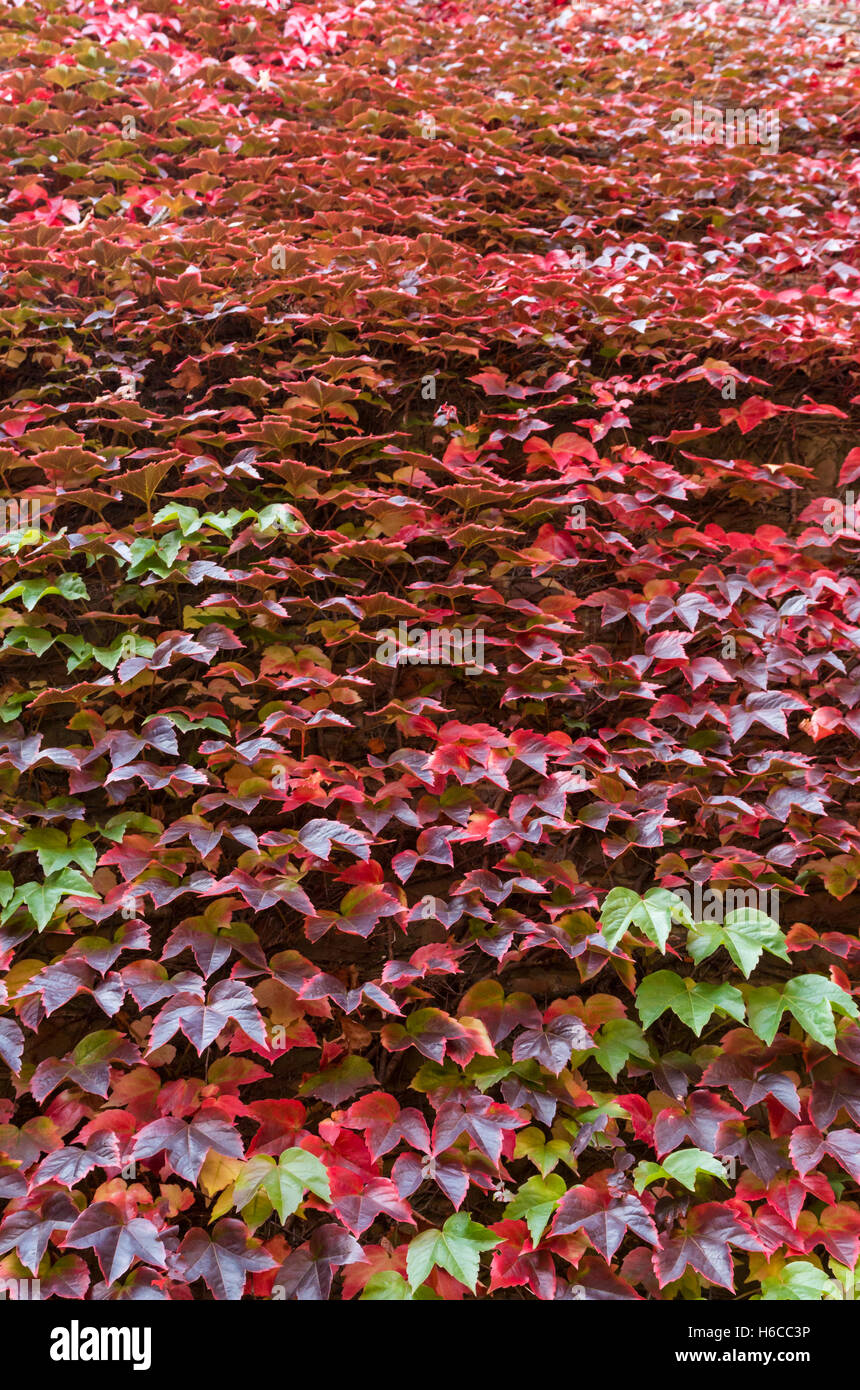 Wall covered in Parthenocissus tricuspidata (Boston Ivy) in Autumn with ...