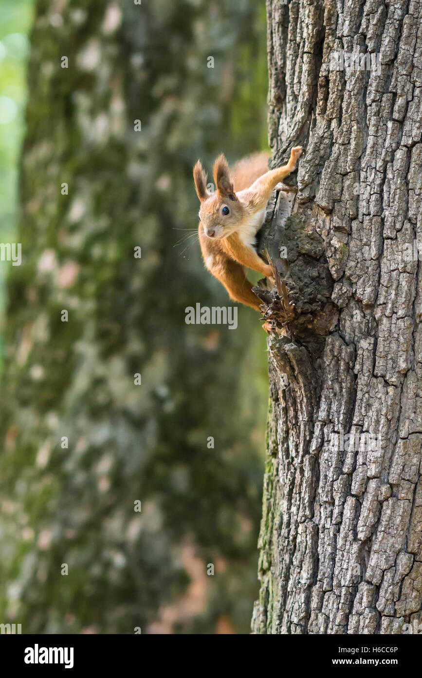 Squirrel on a tree in the Park Stock Photo - Alamy