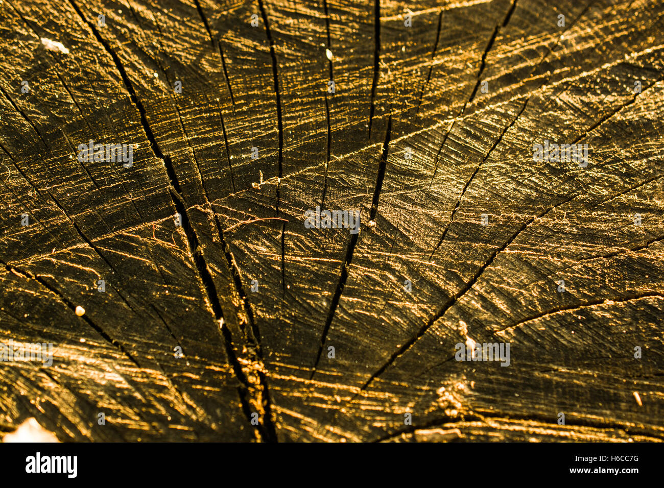 texture of tree stump in certain color Stock Photo - Alamy