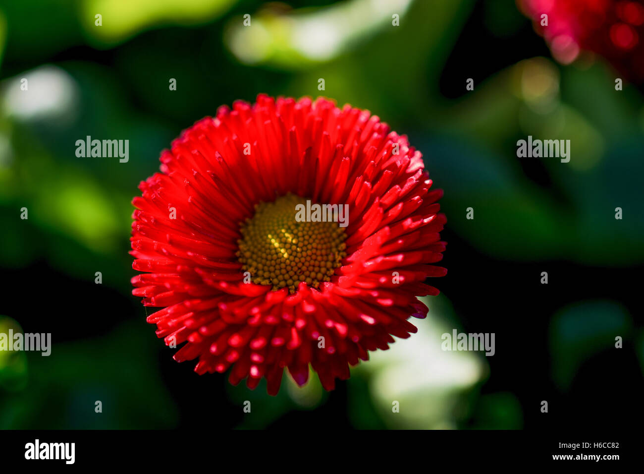 Beautiful fresh aster flowers in nature background Stock Photo - Alamy