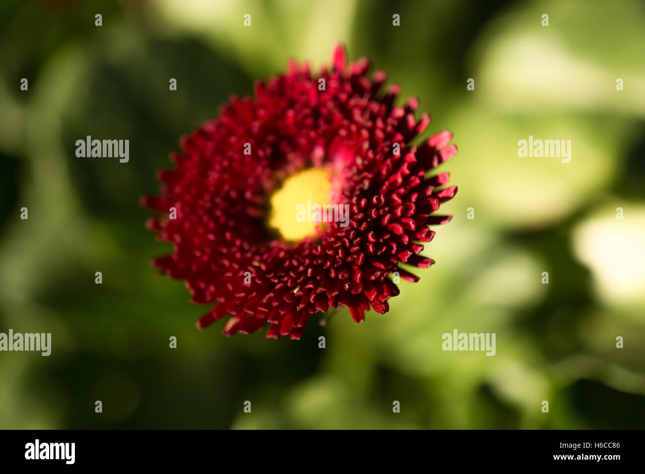 Beautiful fresh aster flowers in nature background Stock Photo - Alamy