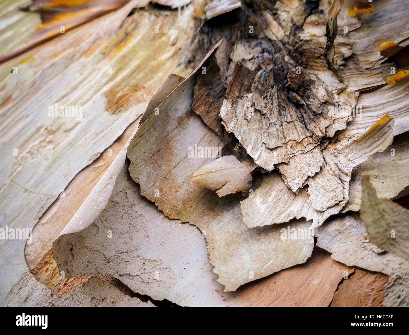 Peeling Bark of a Birch Tree in Autumn Stock Photo - Alamy