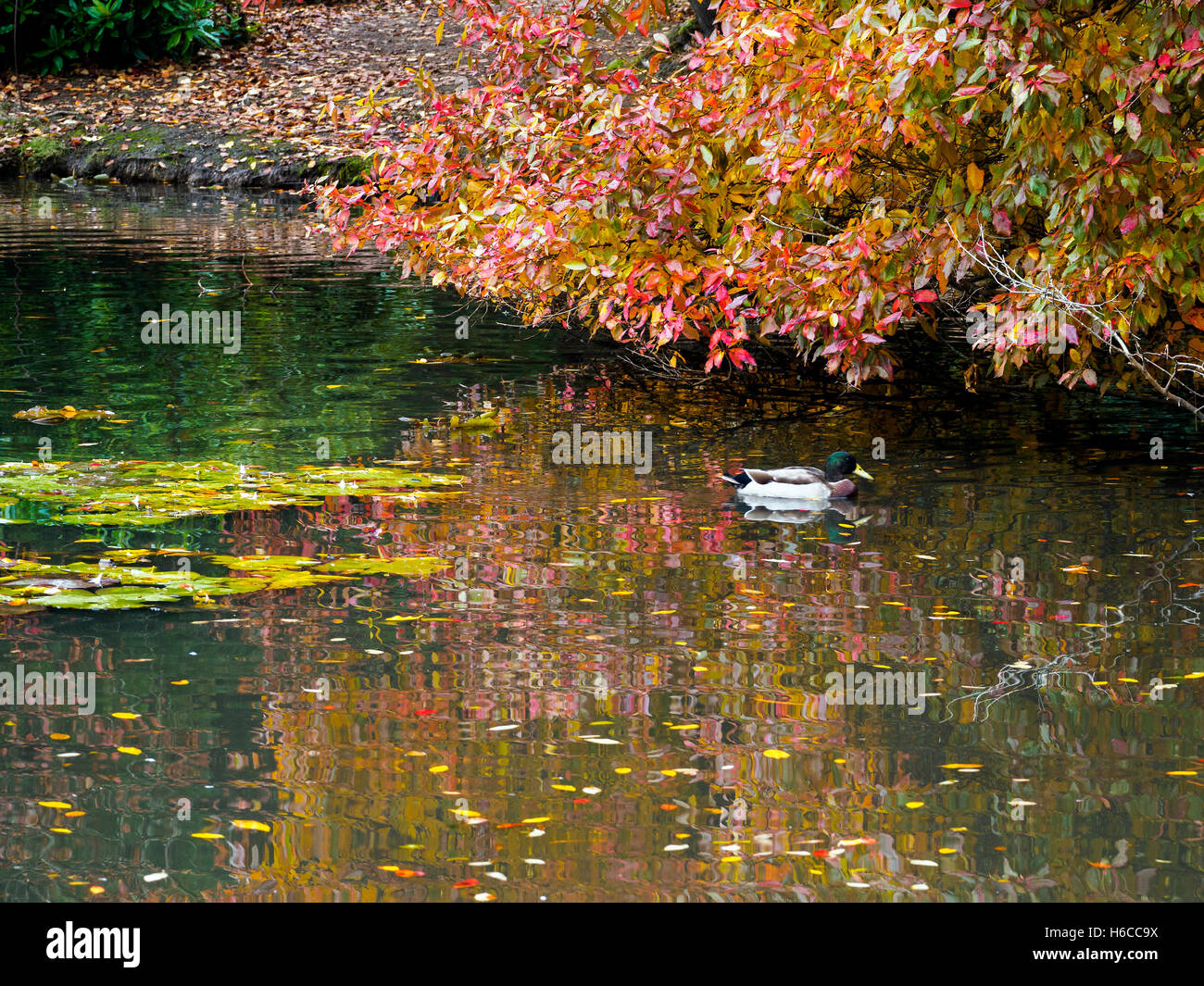 Mallard and Tree Leaves Changing Colour in Autumn Stock Photo - Alamy