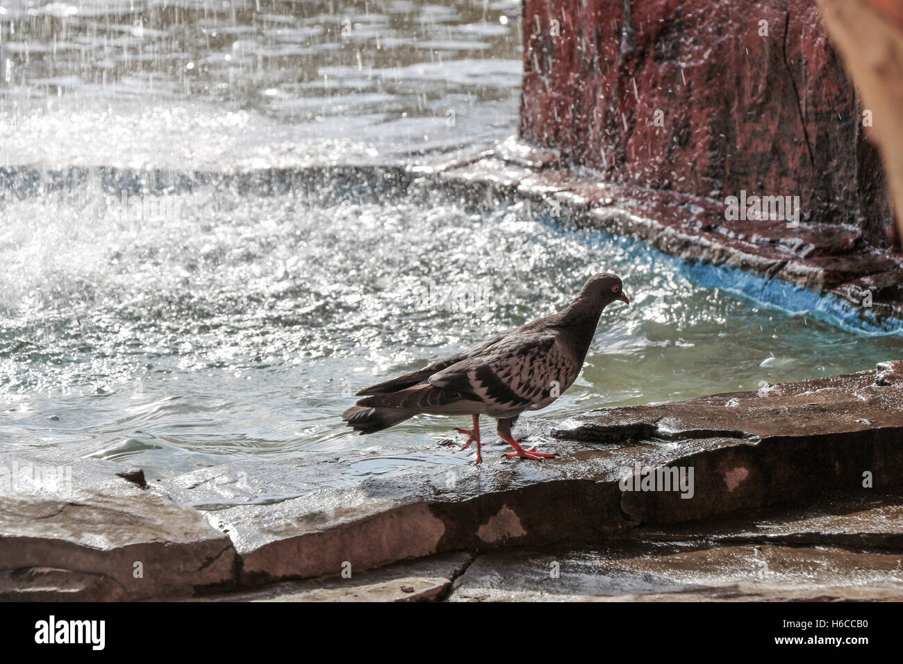 Lonely bird lives in the natural environment Stock Photo - Alamy
