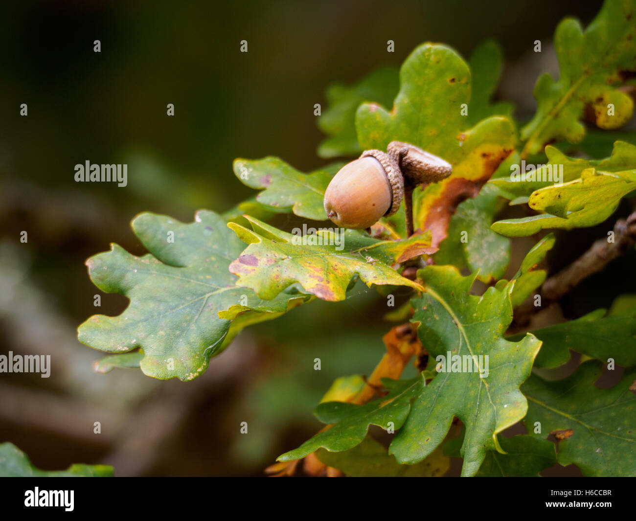 Acorn on an Oak Tree Ready to Drop Stock Photo - Alamy